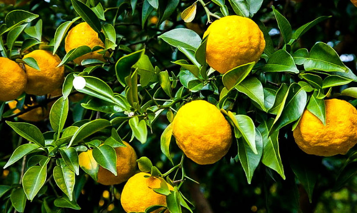 Introducing YUZU. – The Flower Bar Co.