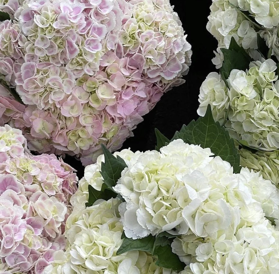 HYDRANGEA – The Flower Bar Co.